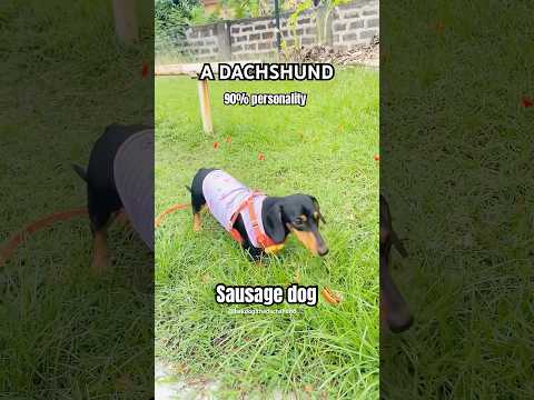 A dachshund also a sausage dog #dachshund #sausagedog #weinerdog #cute #funny #dog #puppy #dogshorts