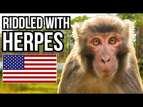 3 Non-Native Primates That Can Be Found In Florida