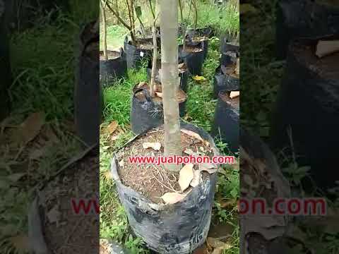 JUAL POHON NANGKA MADU SUDAH BERBUAH
