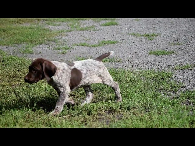 How Many Puppies Can Old Danish Pointer Give Birth To