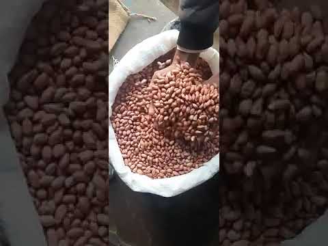 Raw Peanut - Wholesale Price & Mandi Rate for Raw Groundnut in India