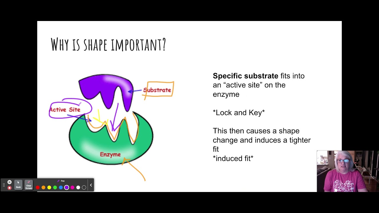 Enzymes - Google Slides