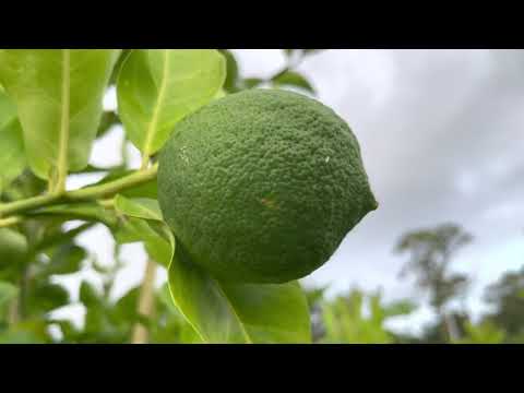 Biodynamic Natural Farming, Organic Citrus from Florida