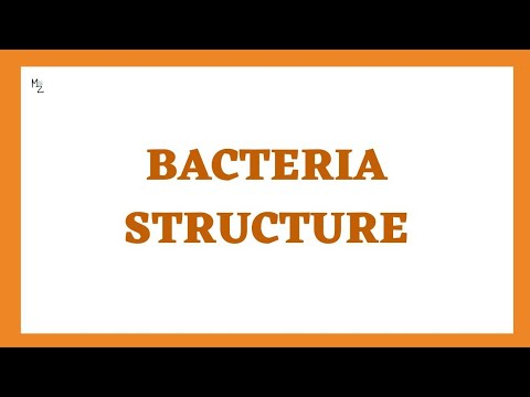 Bacteria Structure and Function | Morphology of Bacteria | Bacterial Cell Structure Microbiology
