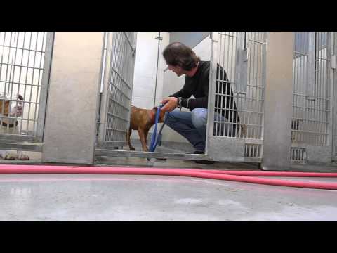 Snowflake A1173354 behavior explanation