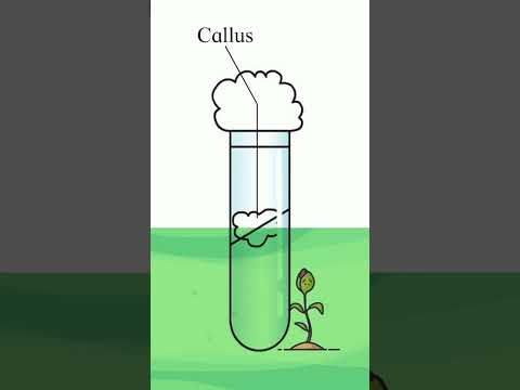Tissue culture | Steps in plant tissue culture | callus culture #informationwithnitinbhoye #shorts