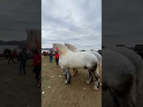 TÂRG DE CAI .SIGHETUL MARMATIEI .MARAMURES.08.01.2024