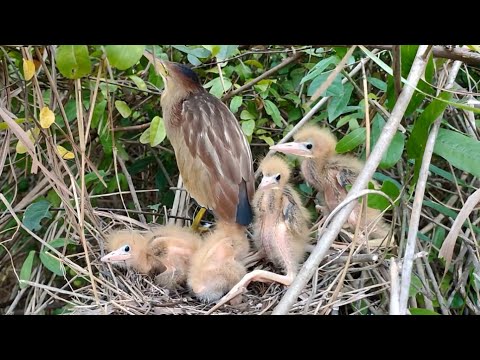 Freedom And Natural life of the chicks