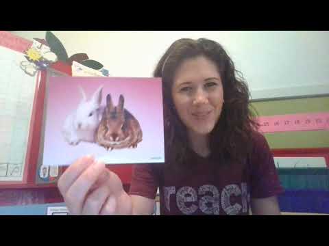 Hello, Pets! 5-11-20