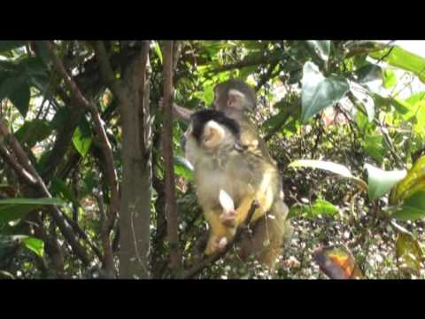 Review: Winnicott on Transitional Objects and Transitional Phenomena ...