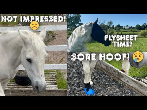 Freyday | Prince’s Sore Hoof 😢 Suspected Abscess, Smurf Boot Fashion & Fly Sheet Time!🐴🪰