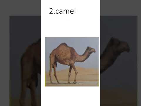 #shortsvideo THE WORLD OF MAMMALS #what's what G.K