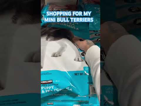 SANCHEZ MINI BULL TERRIERS