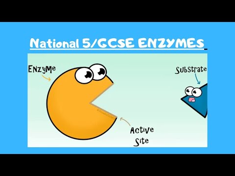National 5/GCSE Enzymes Made Easy: Part 2