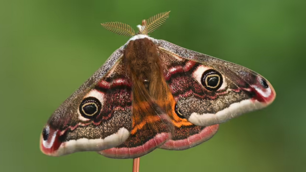 Majora's Moth