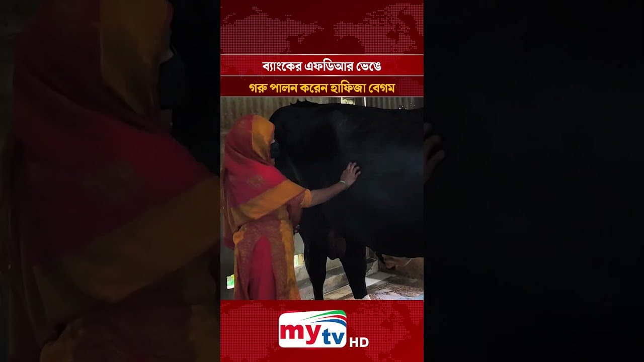 ব্যাংকের এফডিআর ভেঙে গরু পালন করেন হাফিজা বেগম | Mytv #shorts