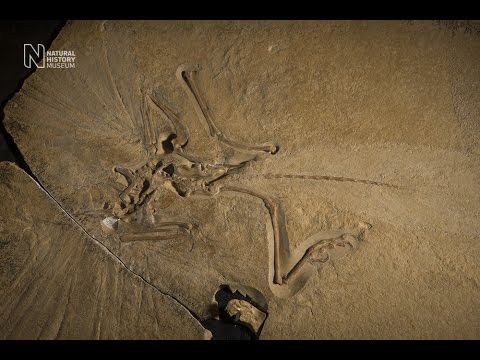 The Stories Behind the Museum's Trea…: English ESL video lessons