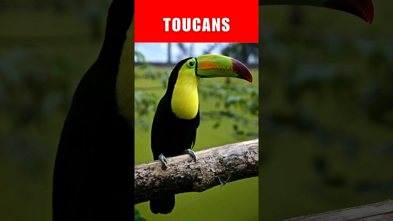 Do You Know Interesting Facts About Toucans?