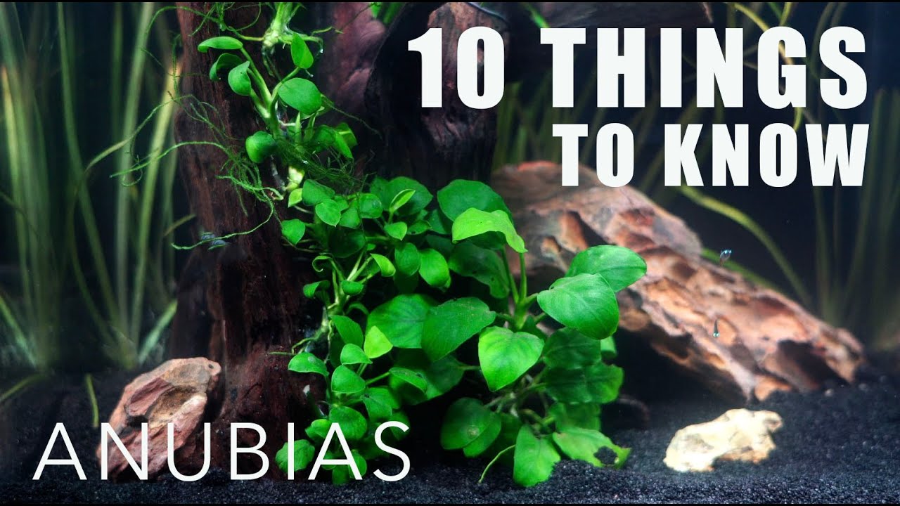 10 Things Everyone Should Know About ANUBIAS! | I 💚 Anubias!