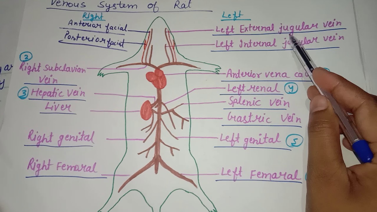 Blood vascular system of Rat