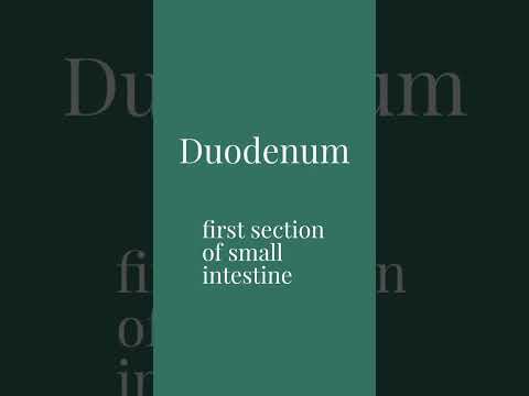 Small intestine duodenum pronunciation