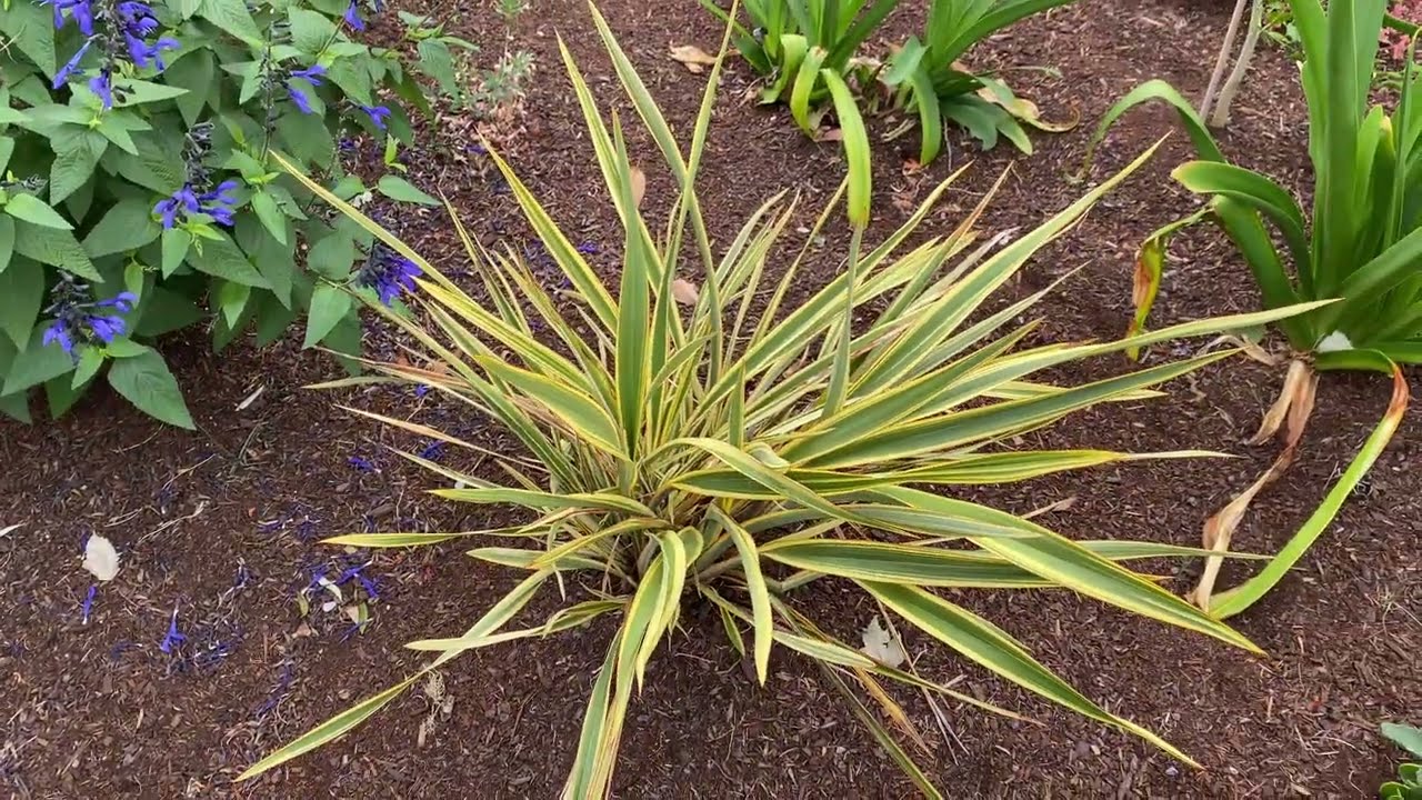 Phormium “variegatum