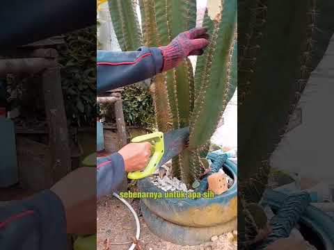 manfaat tumbuhan kaktus #short