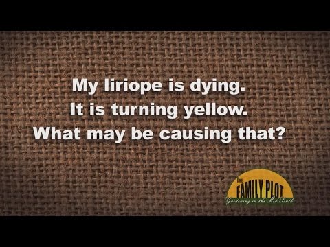 Q&A - My Liriope Is Turning Yellow and Dying