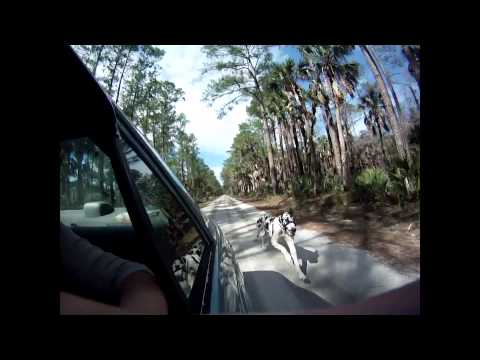Exploring Tosohatchee '12
