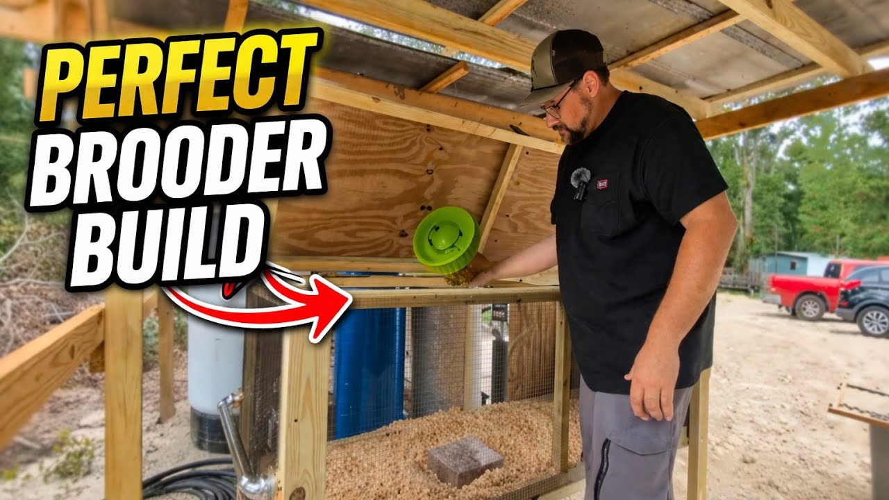 How to Build a Chick Brooder (Step-by-Step) | Easy, Cheap & Built to Last