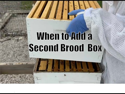 BEEKEEPING: How to Add a Second Brood Box with Blake Shook