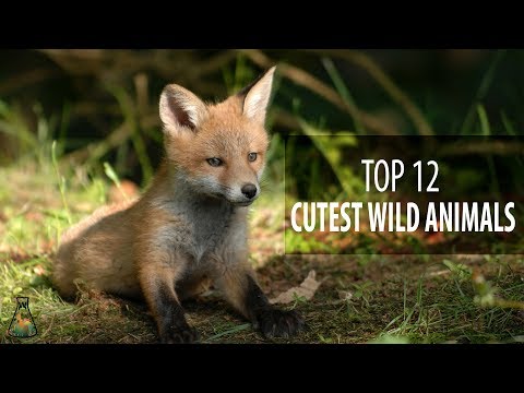 TOP 12 CUTEST WILD ANIMALS