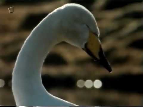 ARD Tiere vor der Kamera Mit den Singschwänen nach Island 1987
