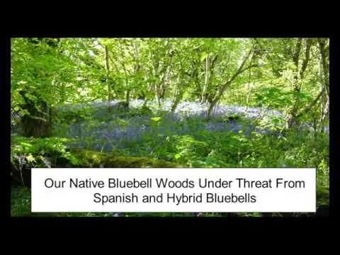 The Threat to Native Bluebell by Invasive Spanish Bluebells & Hybrids