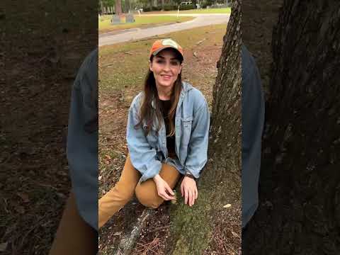 Introduction to Florida Pines 🌿