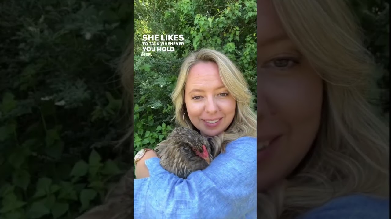 Have you met this rare breed of Backyard Chicken?