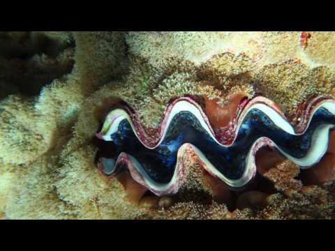 Reef Resilience on Palmyra Atoll - Project for Benioff Ocean Initiative - TNC 2016