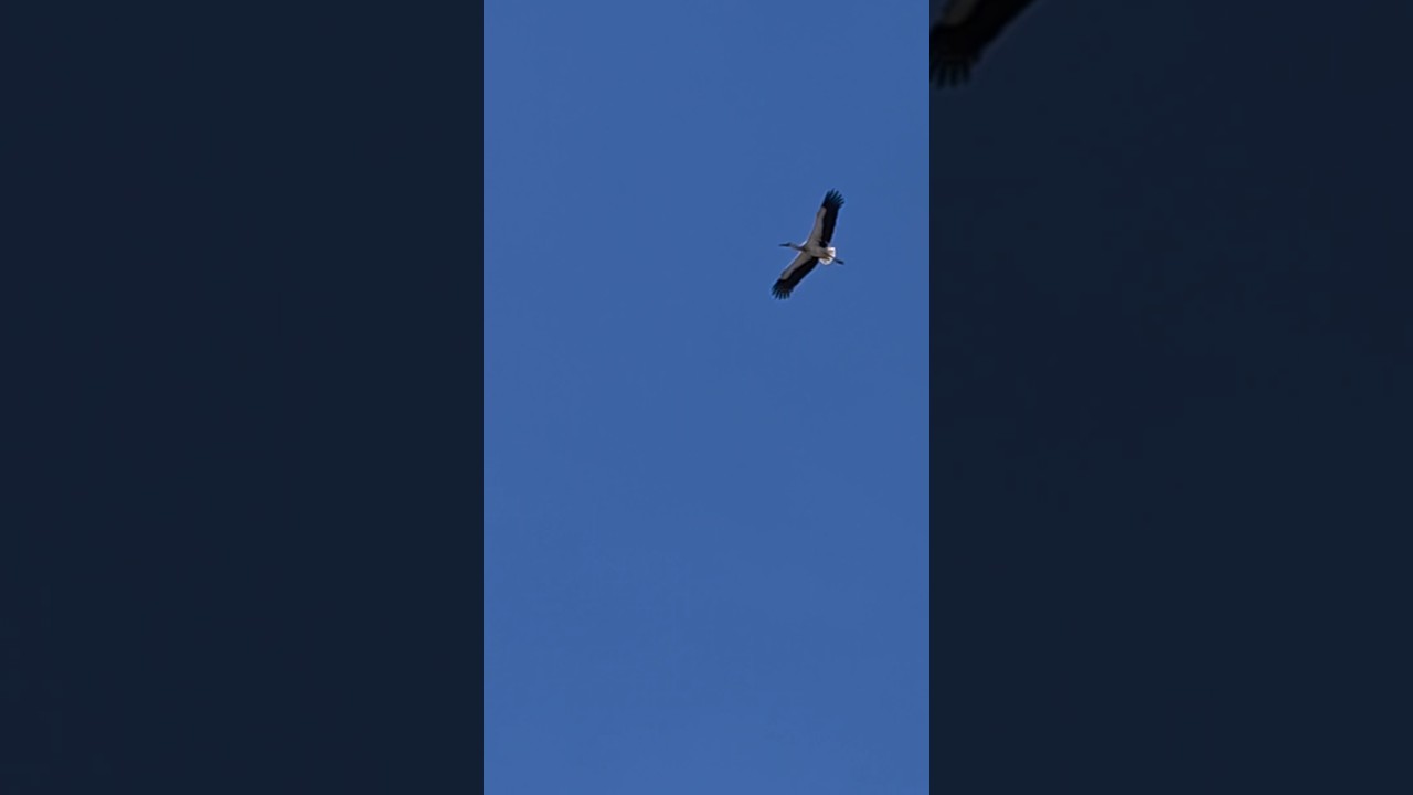 Así Vuela la Cigüeña 👍 todo un espectáculo 🥰😍❤️