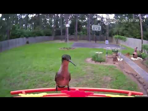 Is this Smart Hummingbird Feeder (by Gopic) any good?