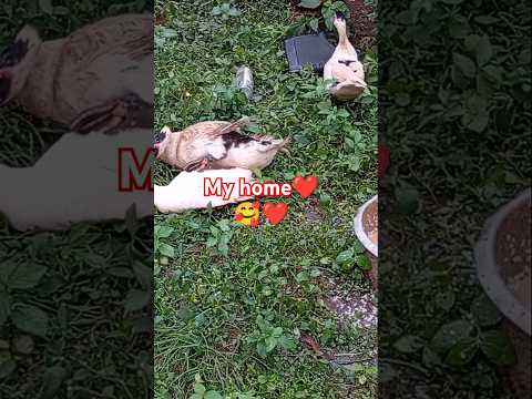 Muscovy duck Indian Runner duck happy enjoy😂🎈#shorts