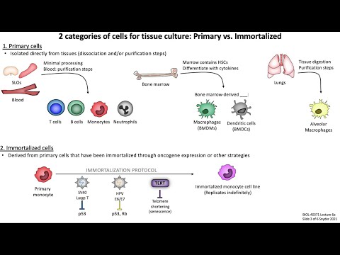 Lecture 6a: In Vitro Cell Types