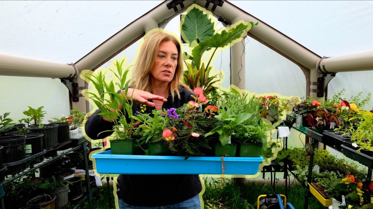 A greenhouse tour 🌿 Q&A 🌿 garden stroll