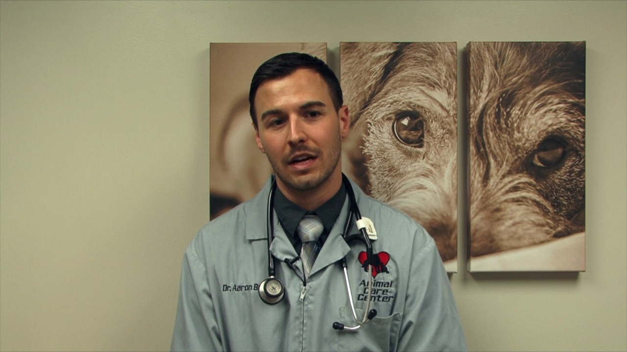 Veterinary Passion: Helping Clients