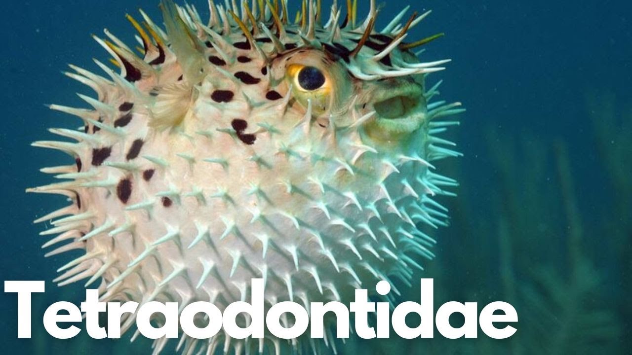 The Fascinating World of Tetraodontidae: Nature's Unique Creatures