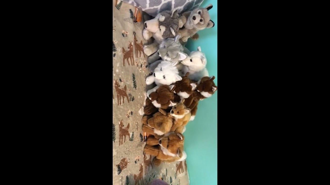 My WWF Plush Collection 🧸💖