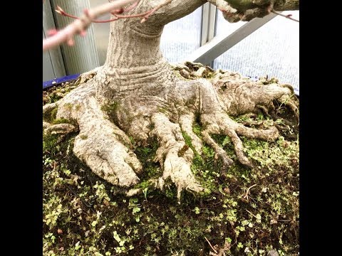 Bonsai Nebari