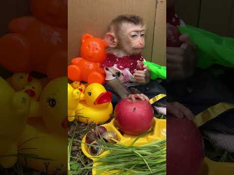 The baby monkey makes a cute face