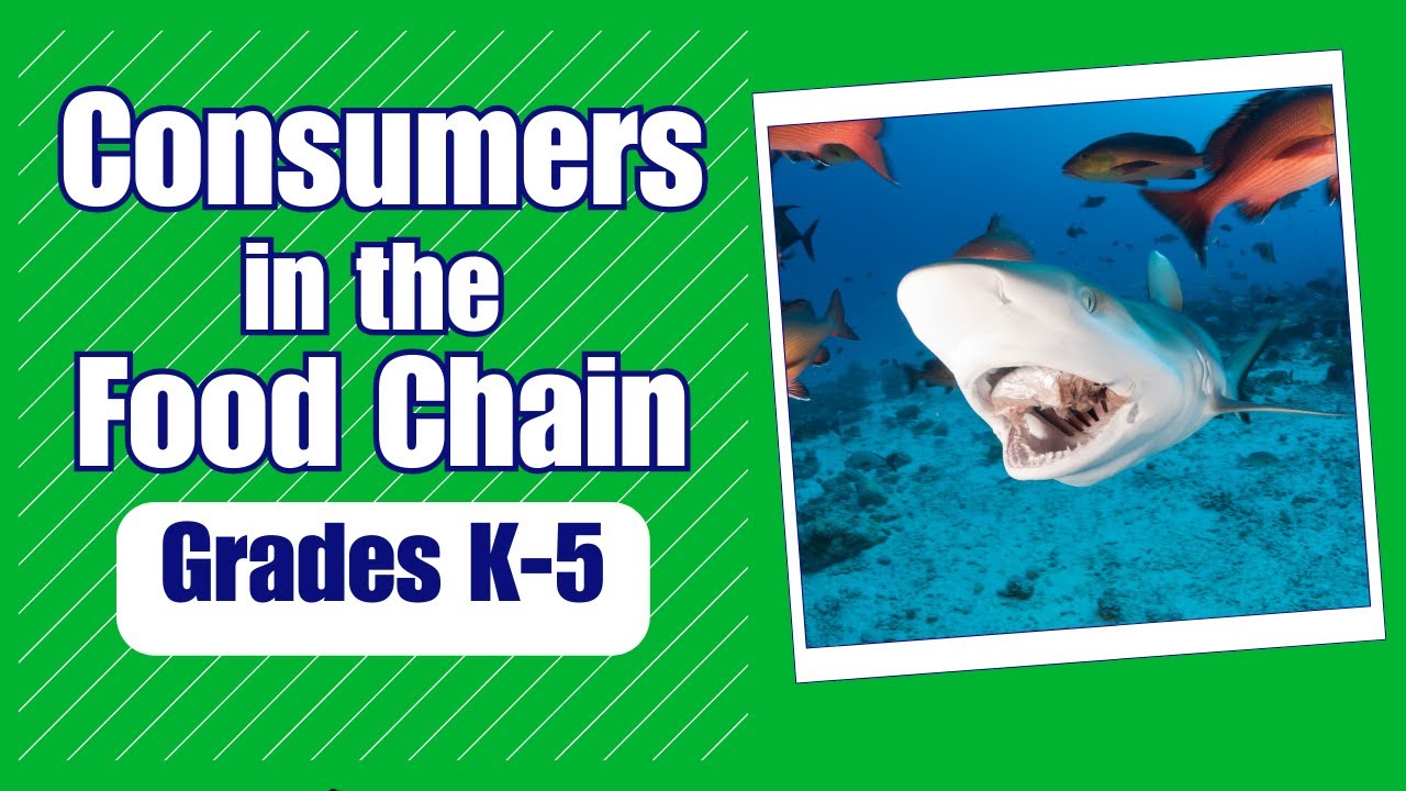 Consumers in the food chain