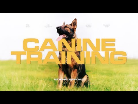 Can This German Shepherd Pass Police Dog School?