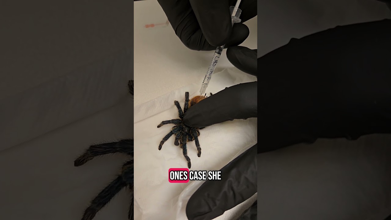Tarantula Takes a Trip to the Vet